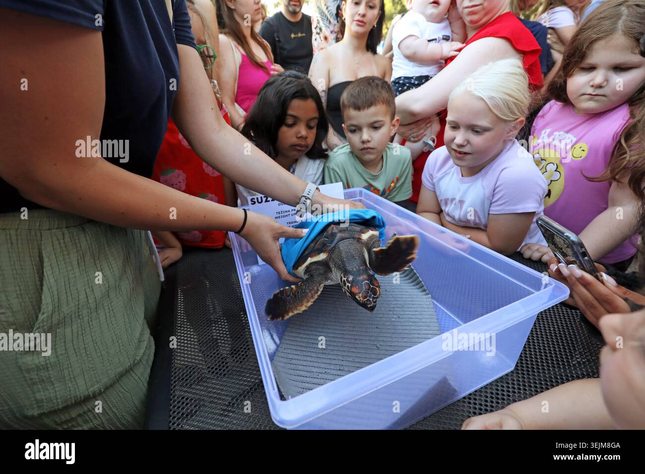 Six rehabilitated loggerhead turtles returned to the Adriatic Sea off ...