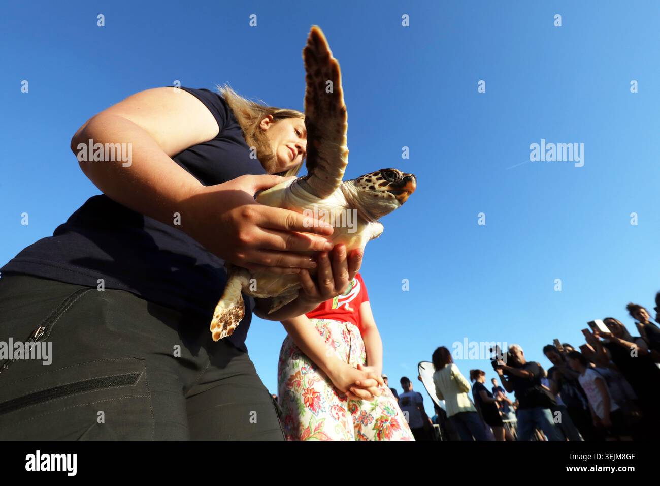 Six rehabilitated loggerhead turtles returned to the Adriatic Sea off ...