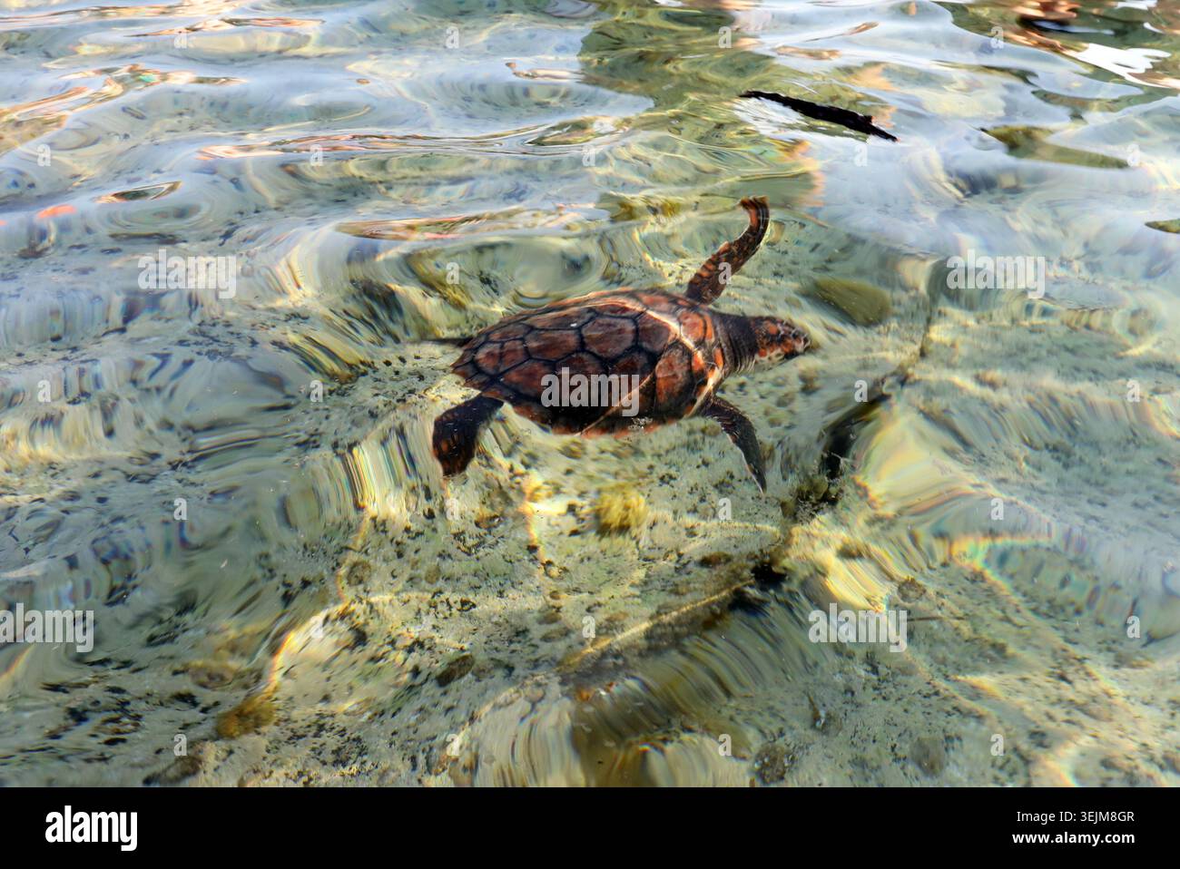 Six rehabilitated loggerhead turtles returned to the Adriatic Sea off ...