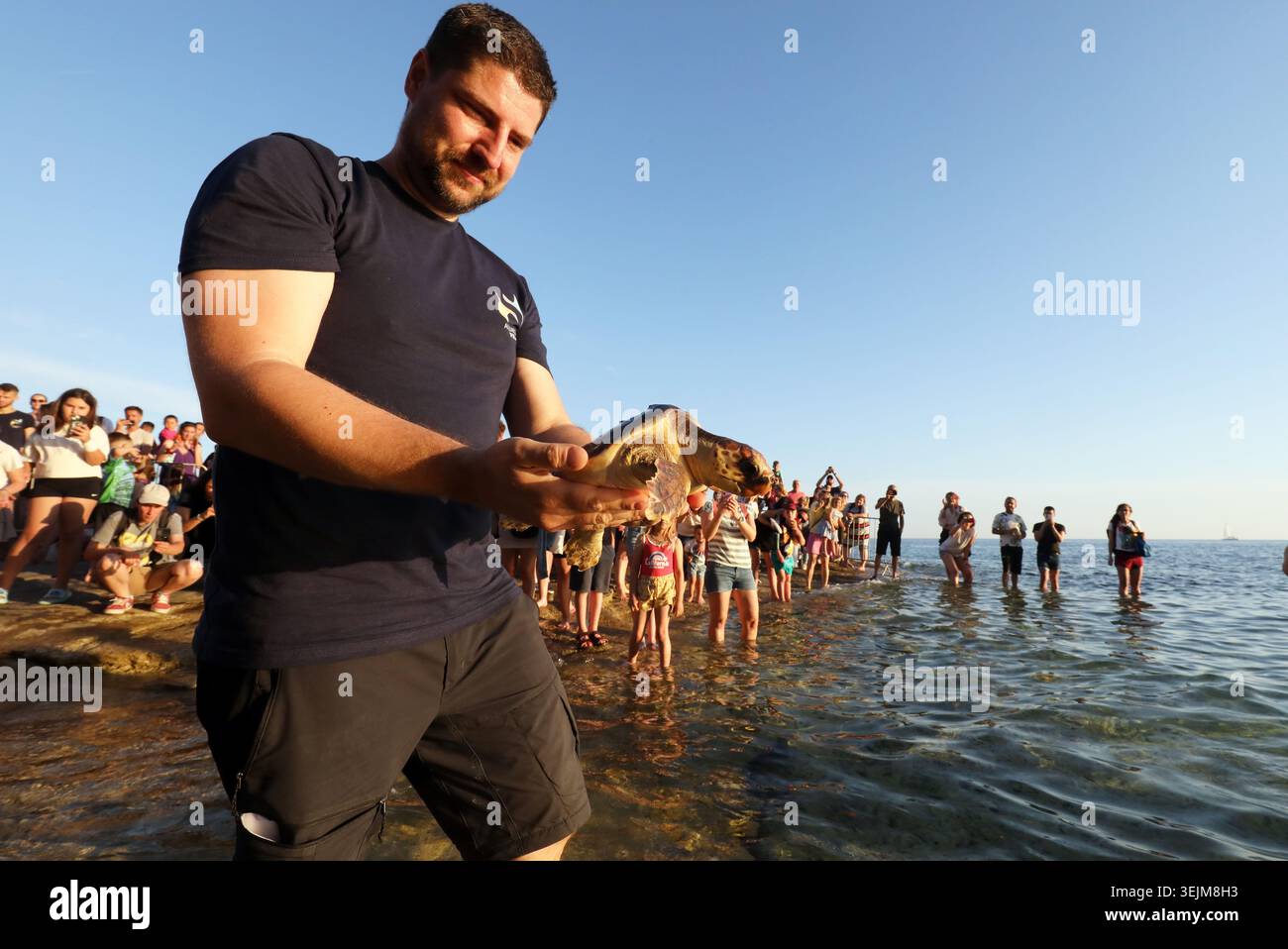 Six rehabilitated loggerhead turtles returned to the Adriatic Sea off ...