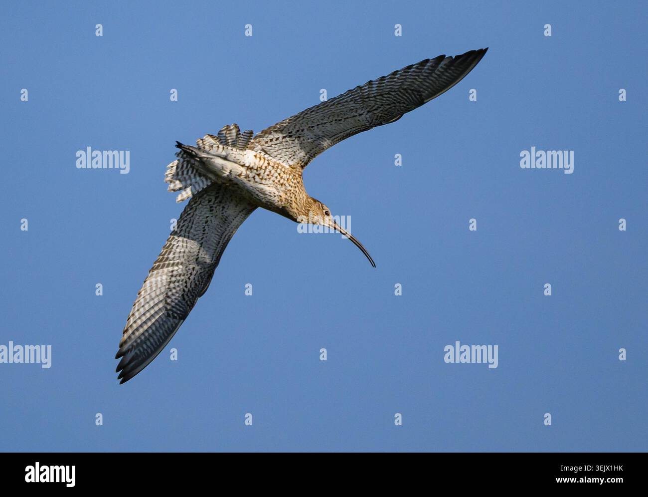 19 May 2026, Sweden, Alby: A Eurasian curlew (Numenius arquata). Photo ...