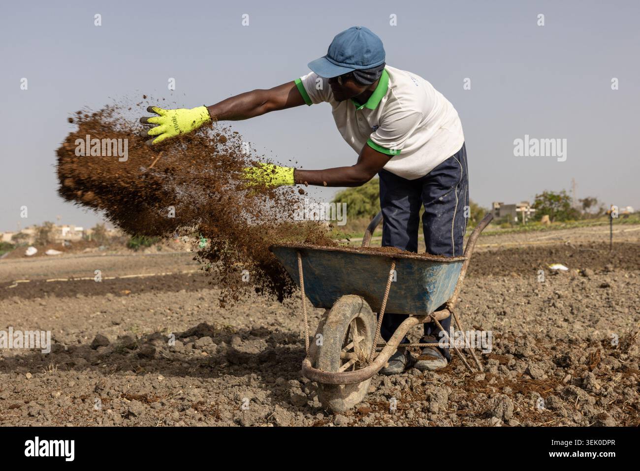 Farah Jammeh throws organic compost on the fields at the cooperative in ...