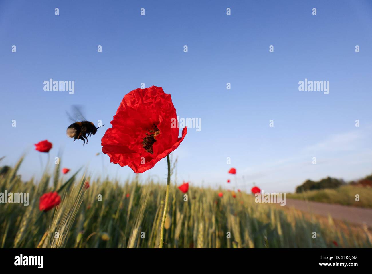 31 May 2026, Baden-Württemberg, Riedlingen: A bumblebee flies to a ...