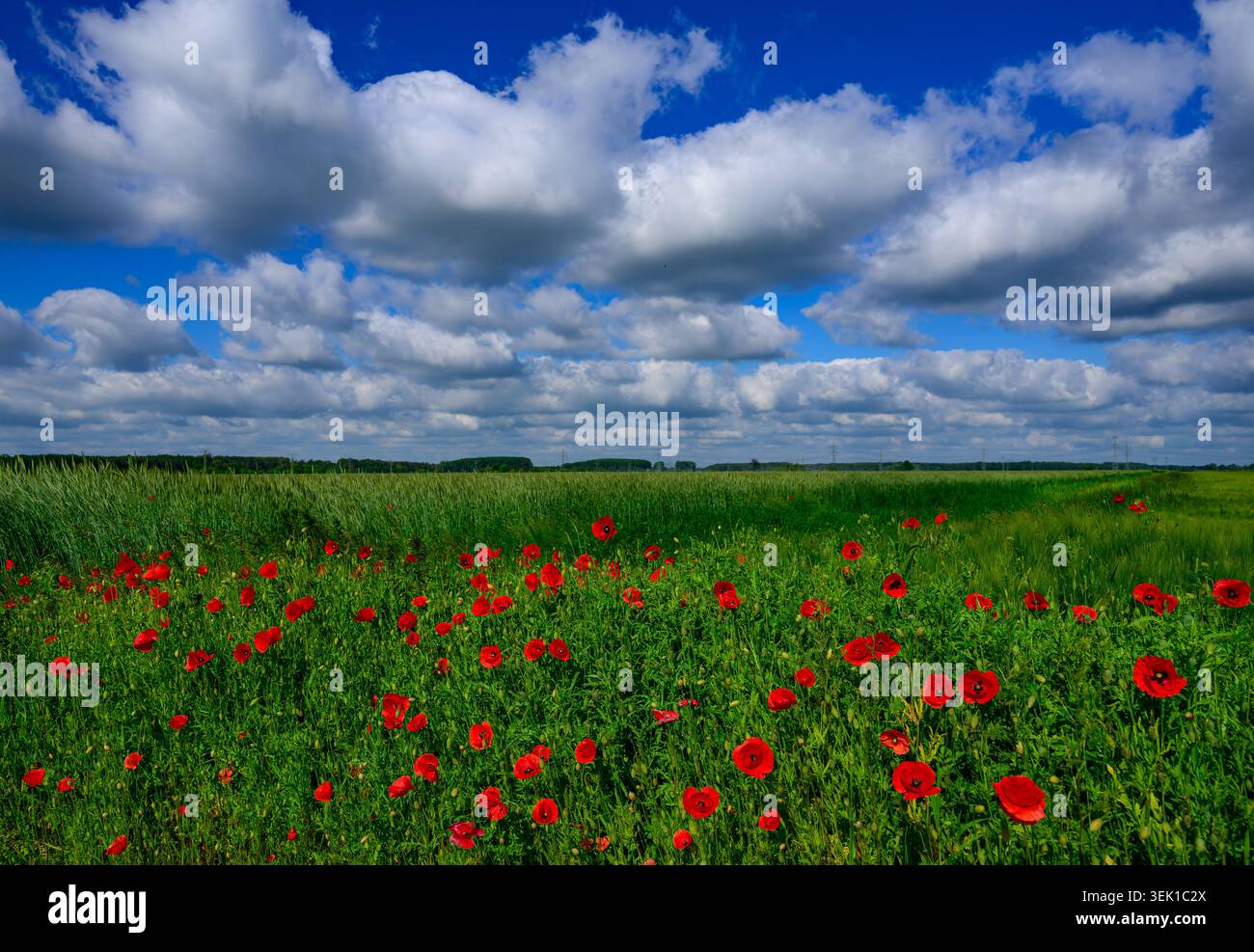 30 May 2026, Brandenburg, Falkensee: Corn poppies (Papaver rhoeas ...