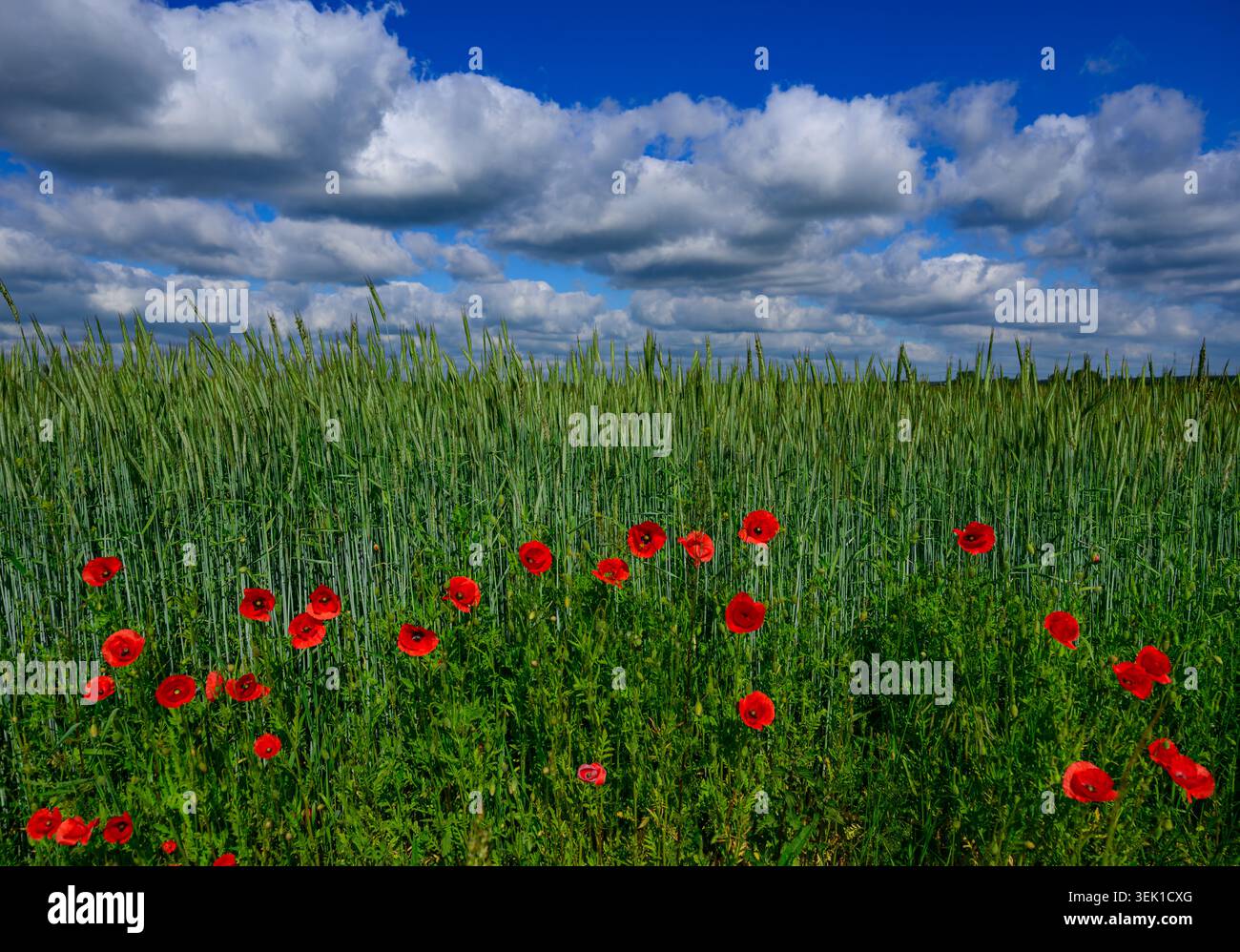 30 May 2026, Brandenburg, Falkensee: Corn poppies (Papaver rhoeas ...
