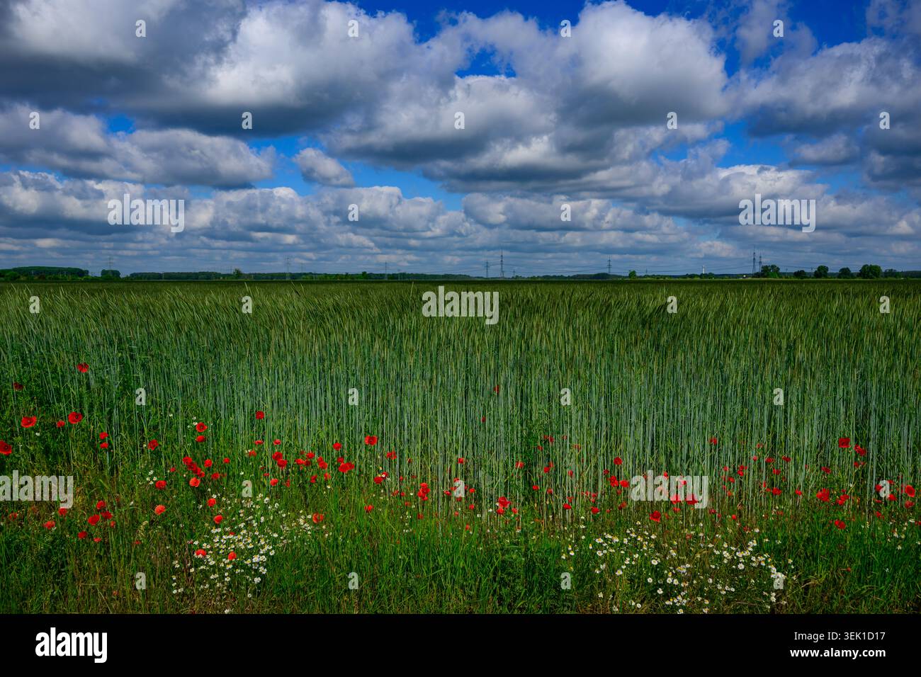 30 May 2026, Brandenburg, Falkensee: Corn poppies (Papaver rhoeas ...