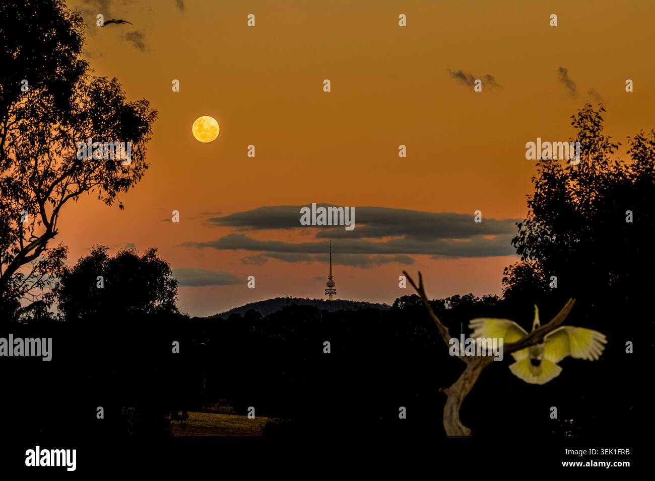 (260531) -- CANBERRA, May 31, 2026 (Xinhua) -- The full moon, known as ...