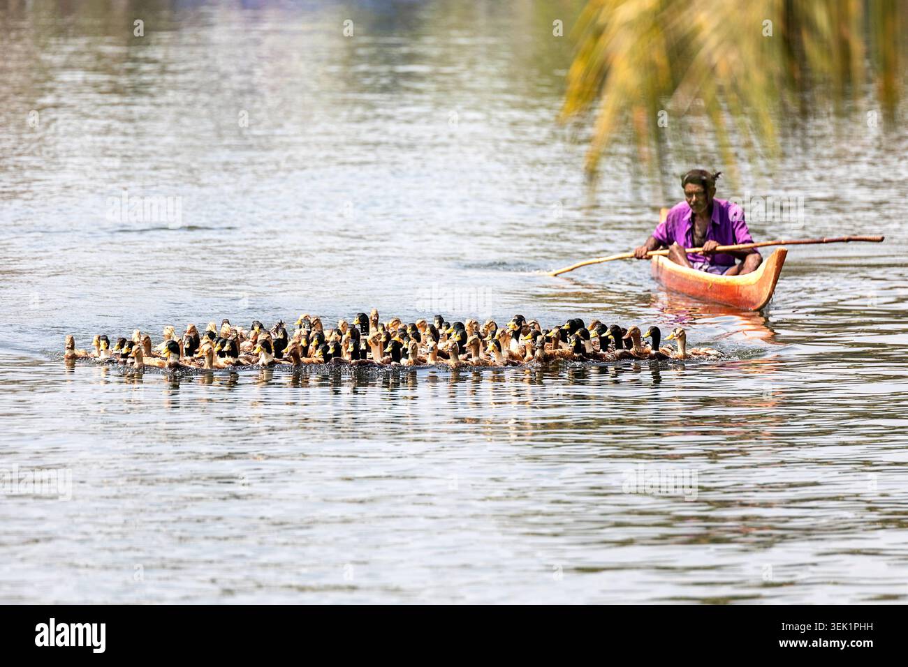Local man taking care of ducks, leading them by a canoe to a market to ...