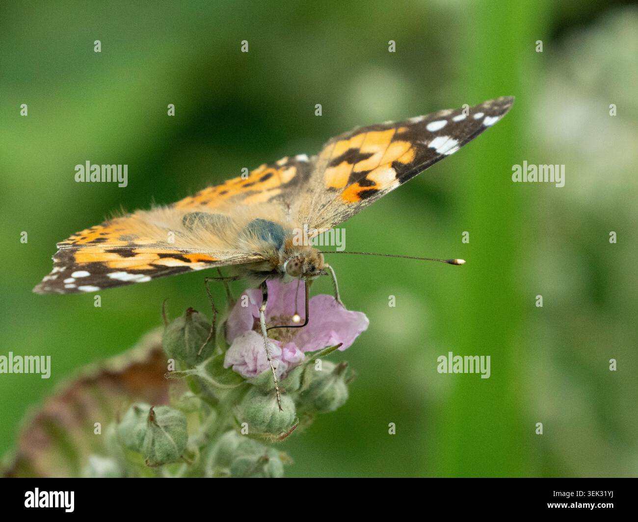 UK weather, 31 May 2026: A painted lady butterfly feeds on wild ...