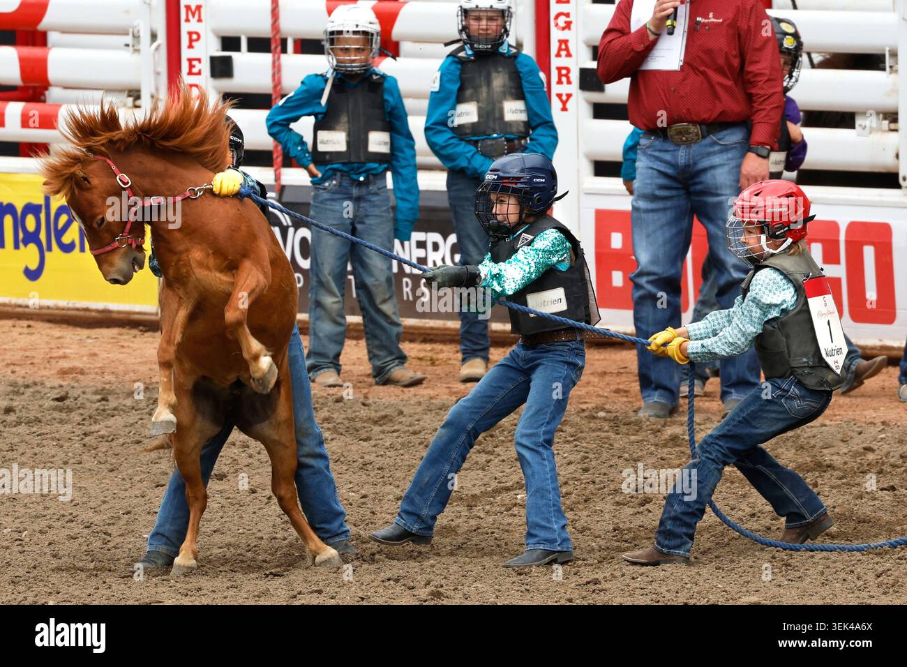 Children's Wild Pony Racing event at the Calgary Stampede rodeo in ...