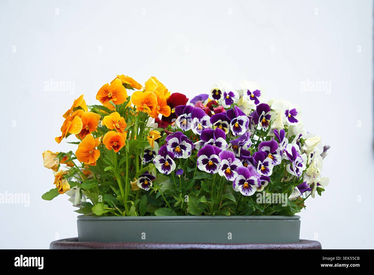 Flowering violas of two varieties in one container. Horizontal photo ...