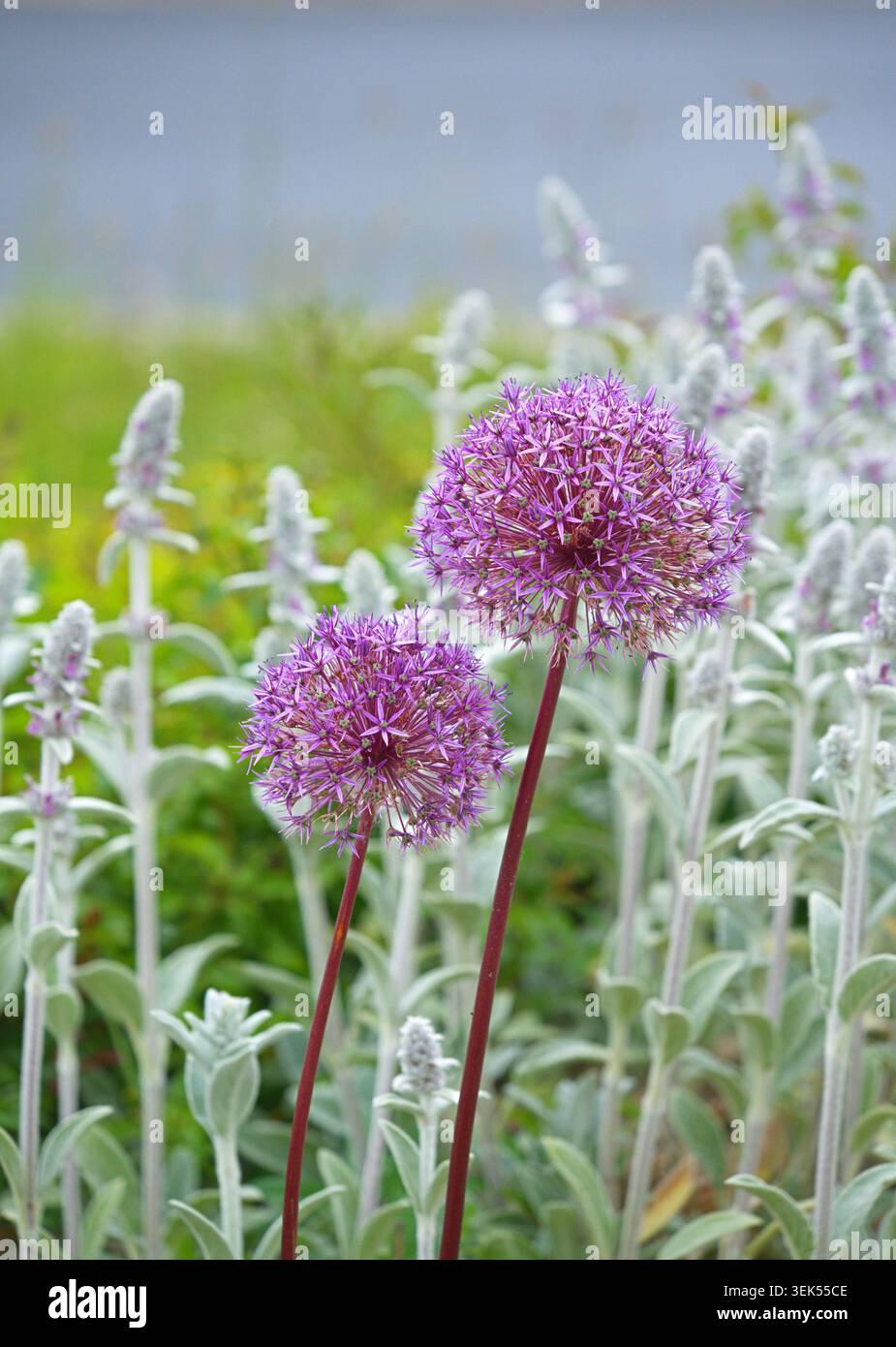 Close-up of flowering ornamental onion (Allium). High quality photo ...