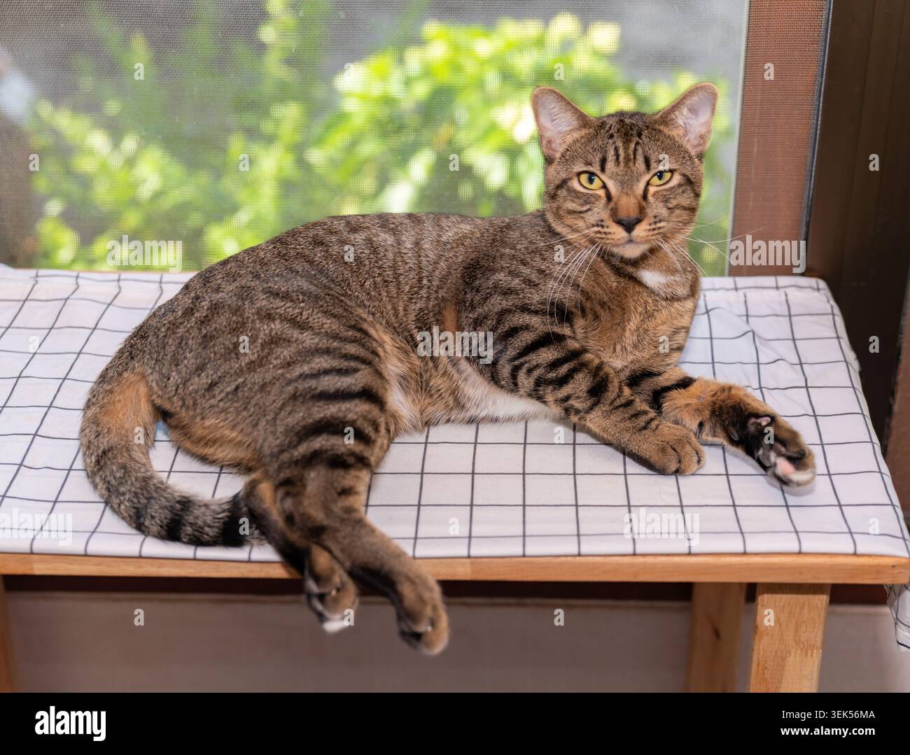 Majestic domestic striped cat resting comfortably indoors by a window ...