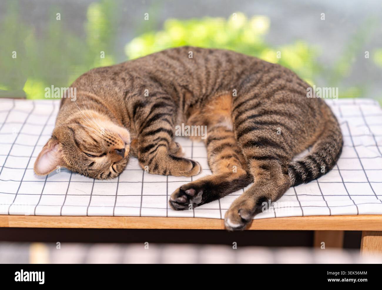 A peaceful domestic striped cat napping comfortably on a wooden bench ...