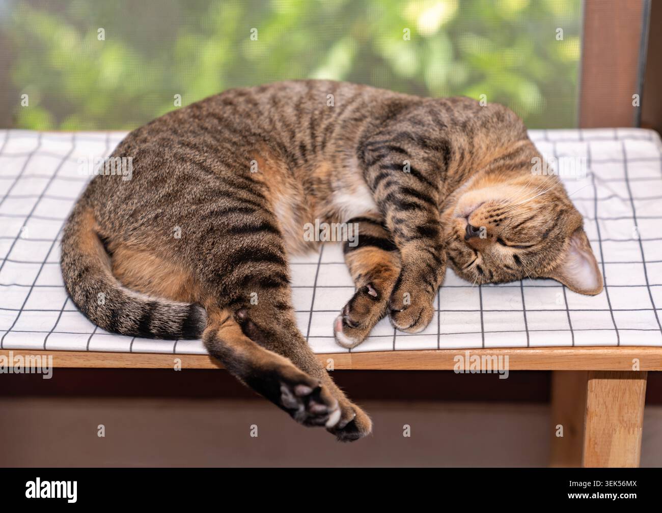 A relaxed domestic striped cat nap close-up on a checkered mat indoors ...