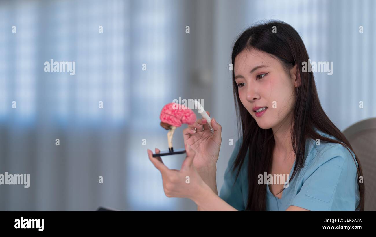 young Asian female doctor studying brain model anatomy medical ...