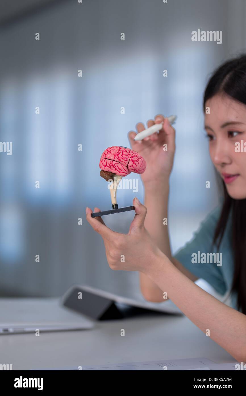 Young Asian woman doctor studying human brain anatomy model in medical ...