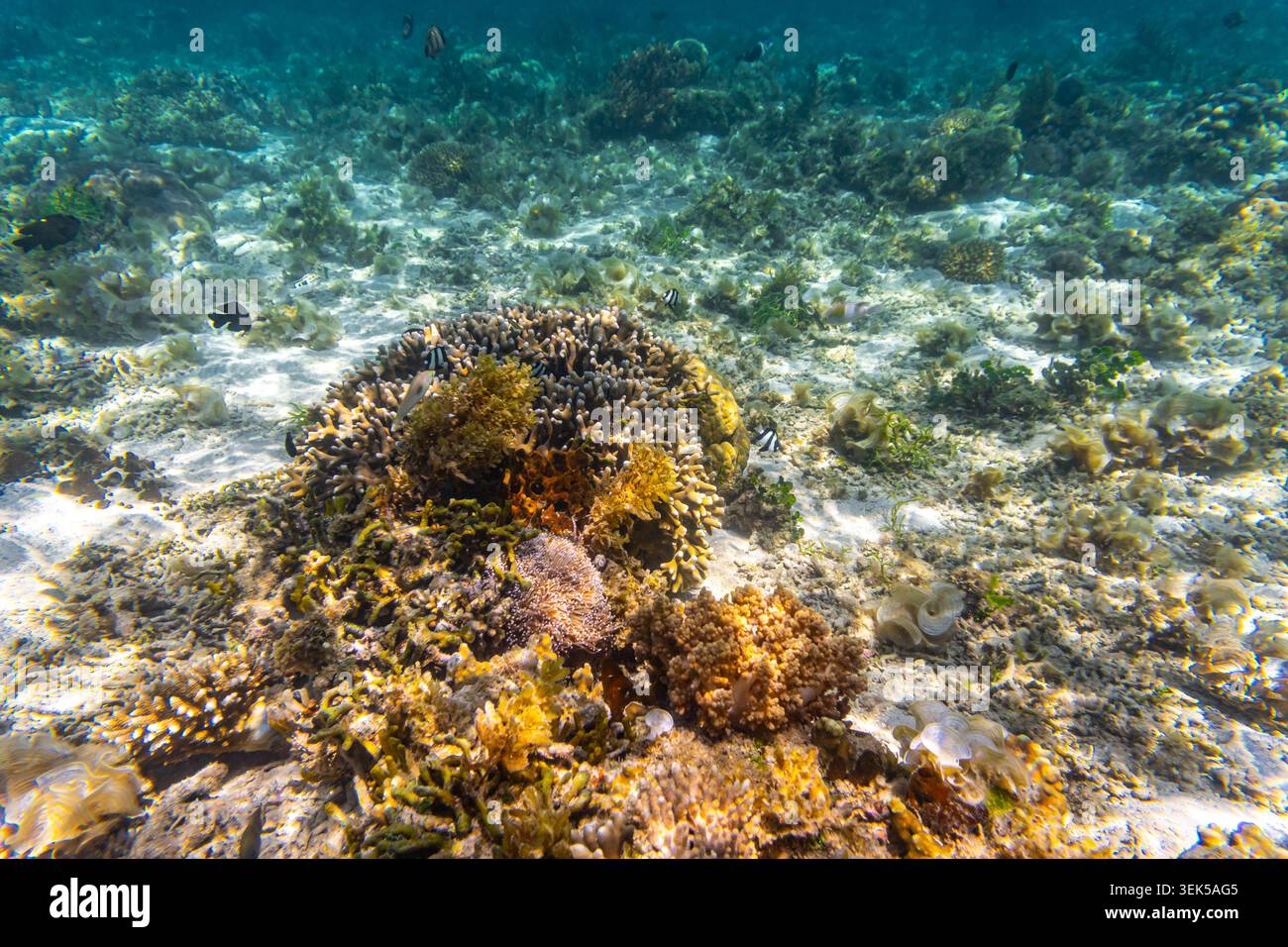 Fish, corals and anemone under the Clear Water at The Coast of Kelor ...
