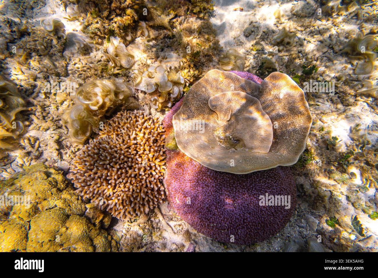 Pink anemone and corals background shot under the Clear Water at The ...