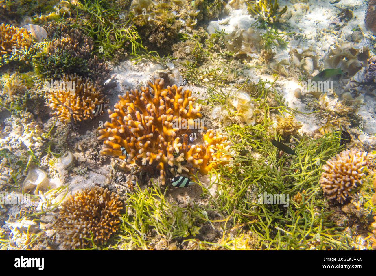 Fish swimming around the small coral in the Clear Water at The Coast of ...