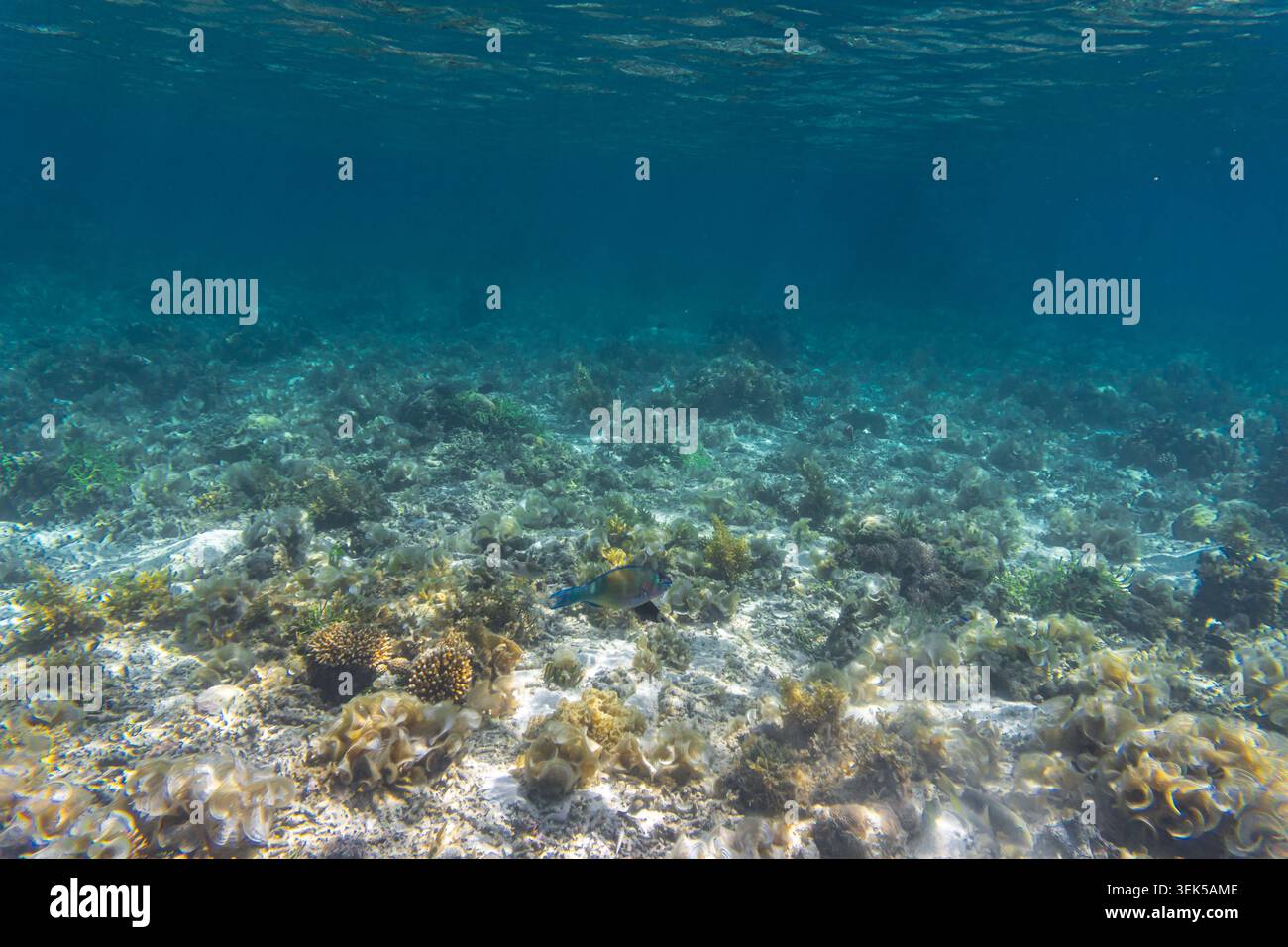 A Parrot fish swims around a tropical coral reef, Komodo national park ...