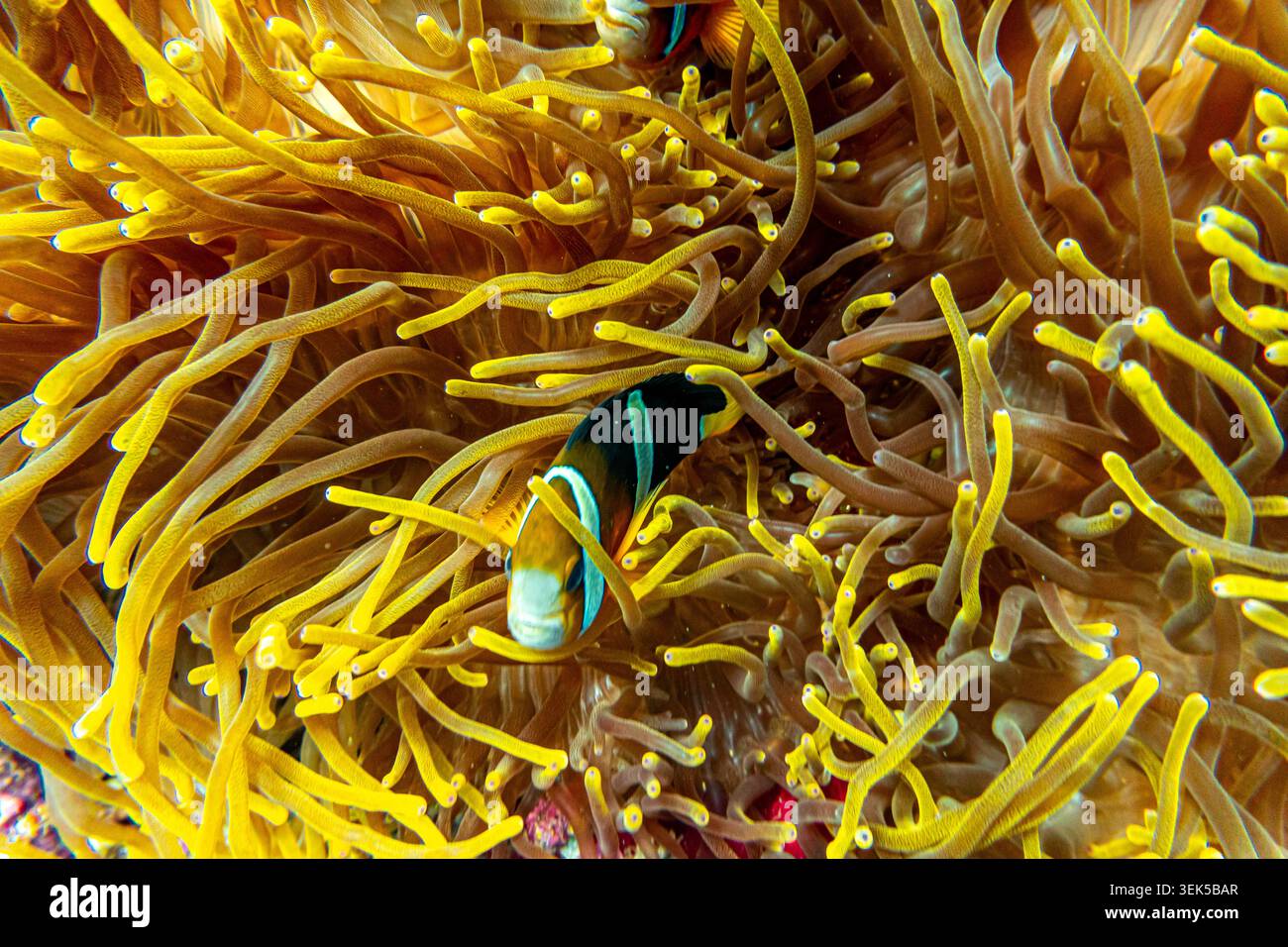 A Beautiful and Colorful Underwater Scene Featuring Clownfish Swimming ...