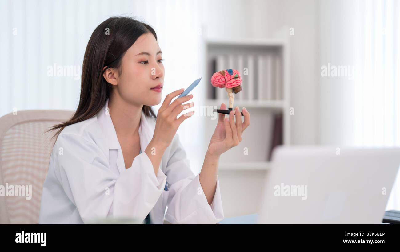 Asian female medical professional examining anatomical brain model ...