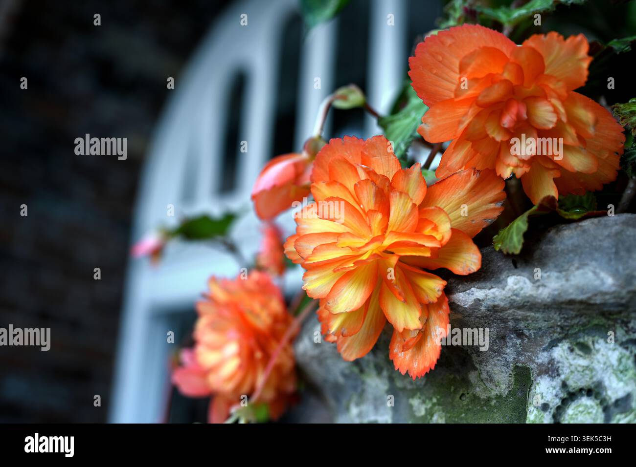 Close-up of vibrant orange begonia flowers blooming in a rustic ...