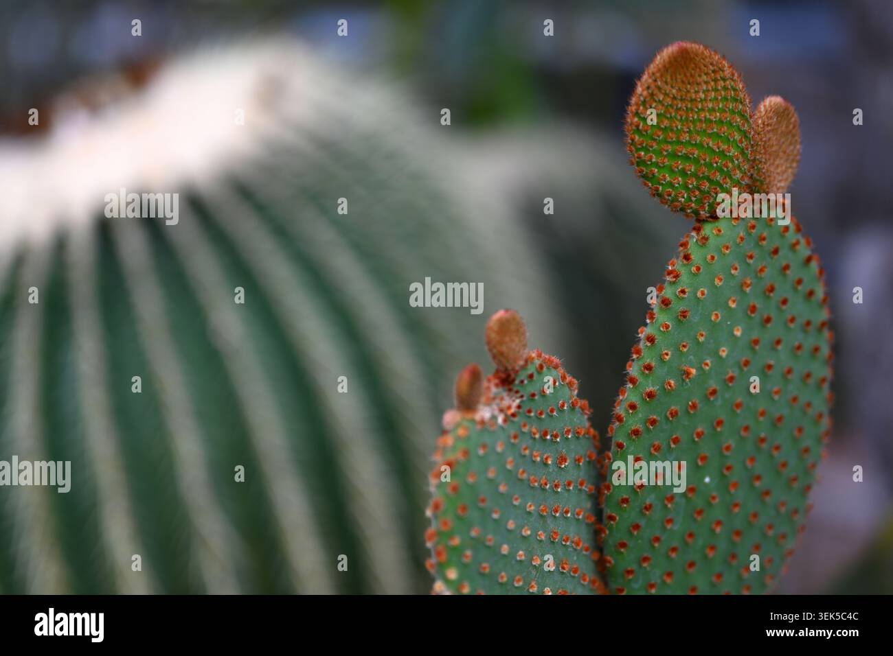 Close-up macro shot of green Bunny Ear Cactus pads displaying intricate ...
