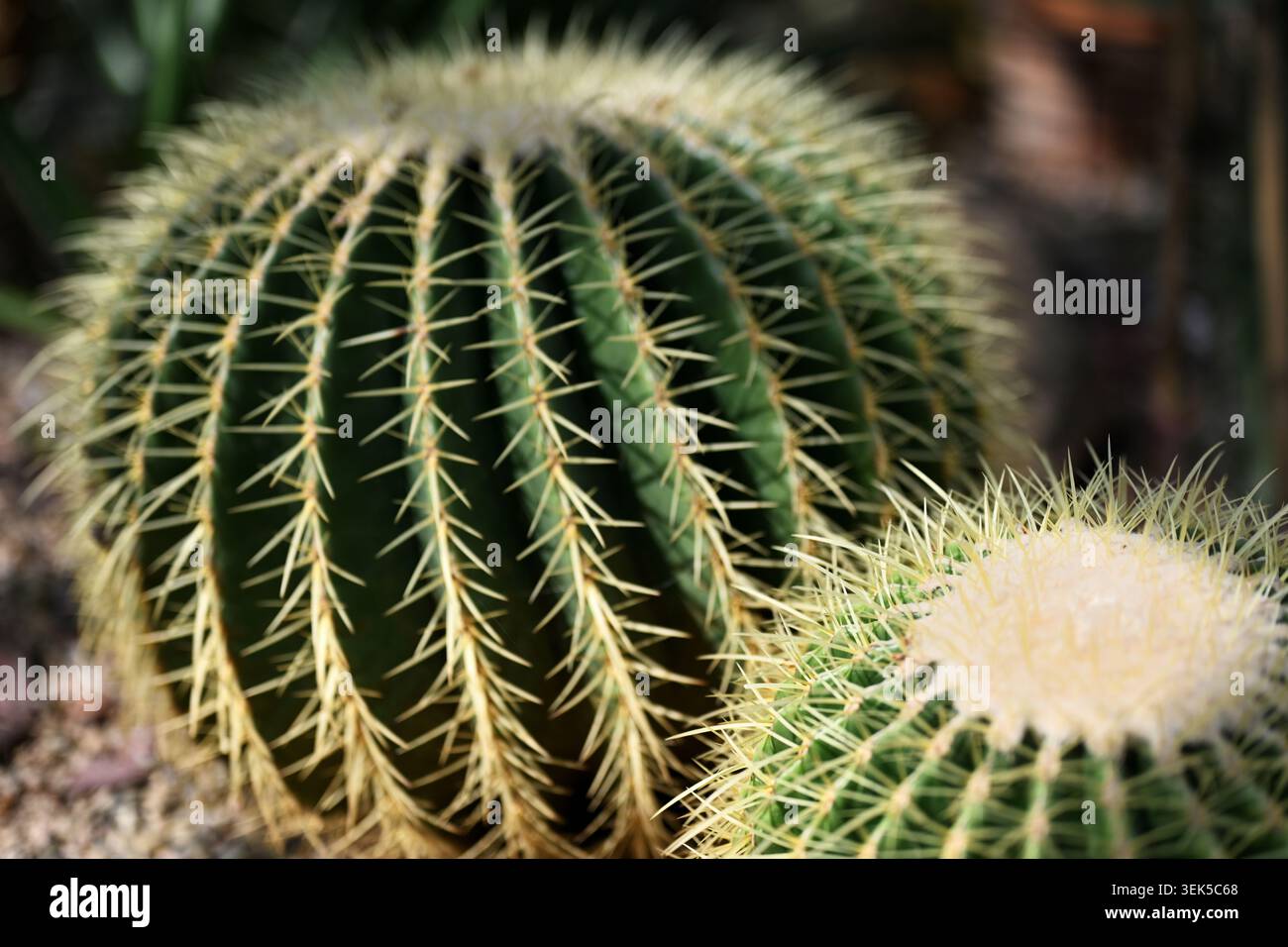 Macro selective focus shot of sharp golden spines and geometric rib ...