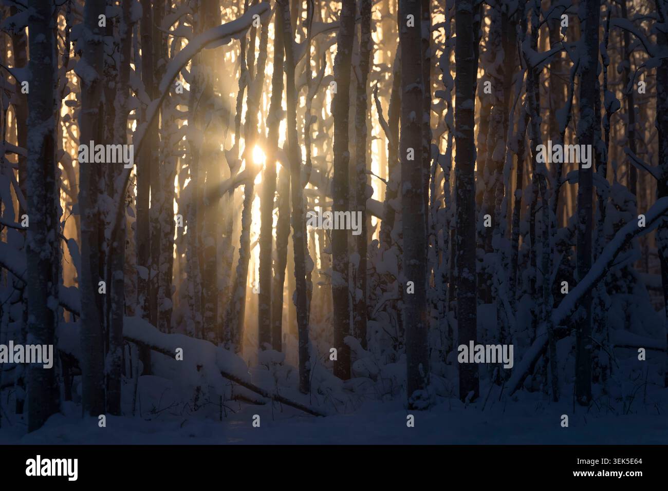 Bright sun shining through fog and trees in a yard in Delta Junction ...