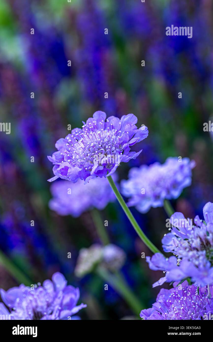 Close-up of a delicate purple pincushion flower (Scabiosa) with white ...