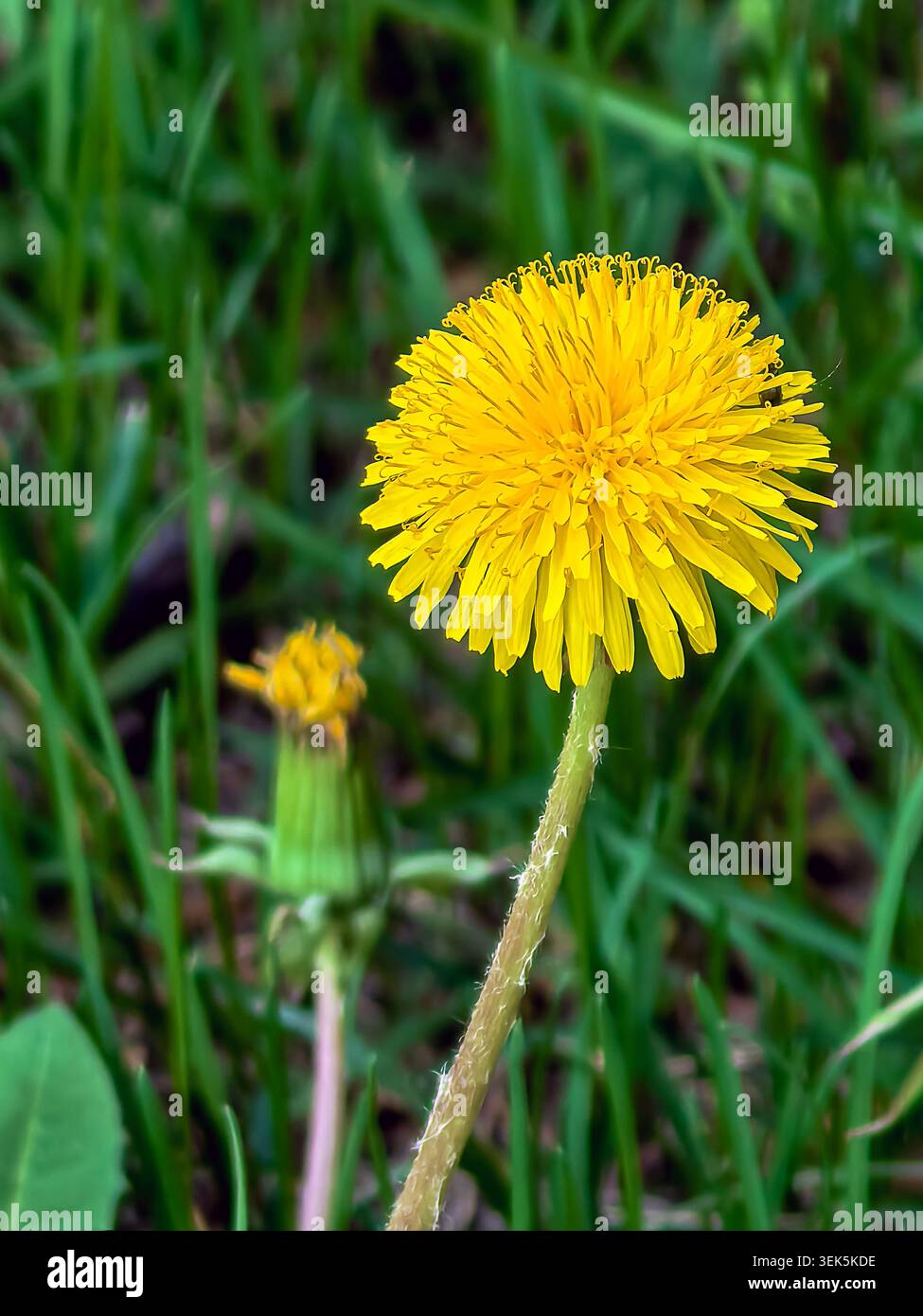 Vibrant yellow dandelion in full bloom stands prominently against a ...