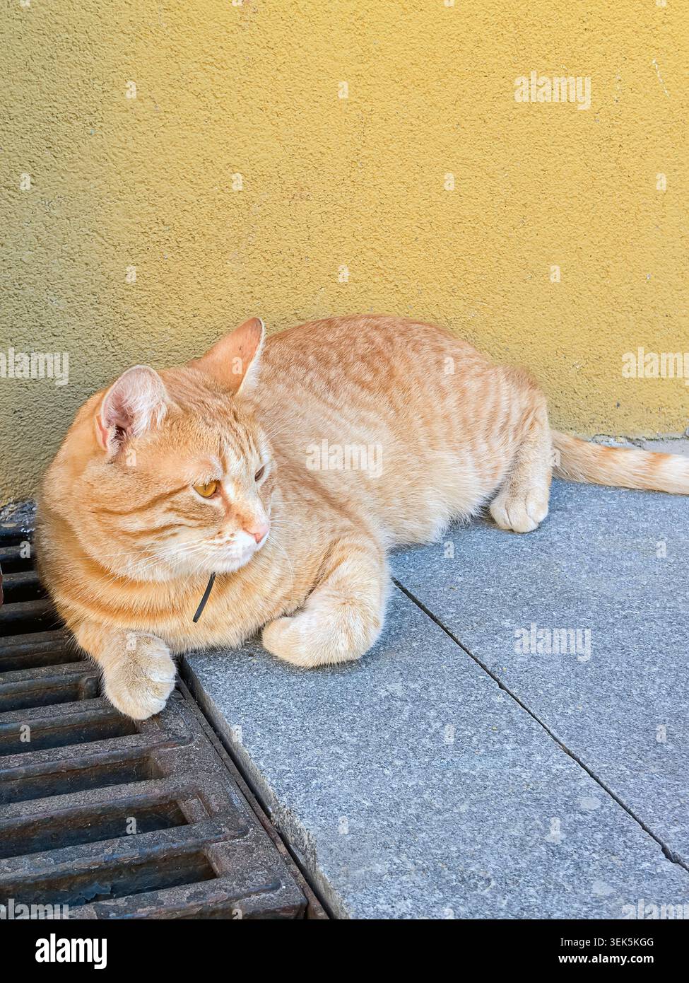 Ginger cat relaxes peacefully on the pavement next to a yellow wall ...