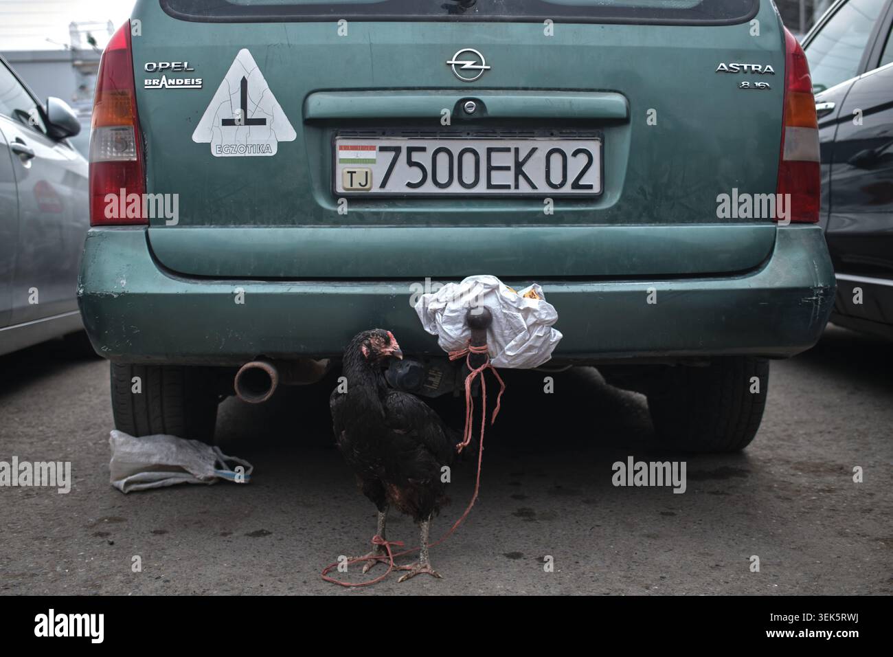 A bird stands tied to a car before fighting during the weekly animal ...