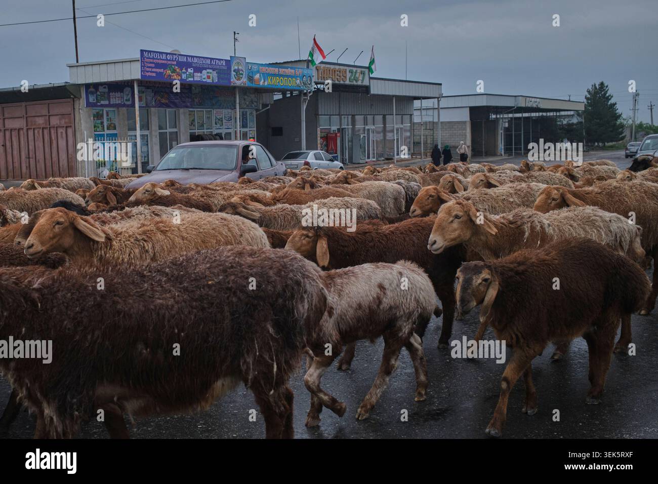 Livestock cross traffic on a road near Kurkat, between Khujand and ...