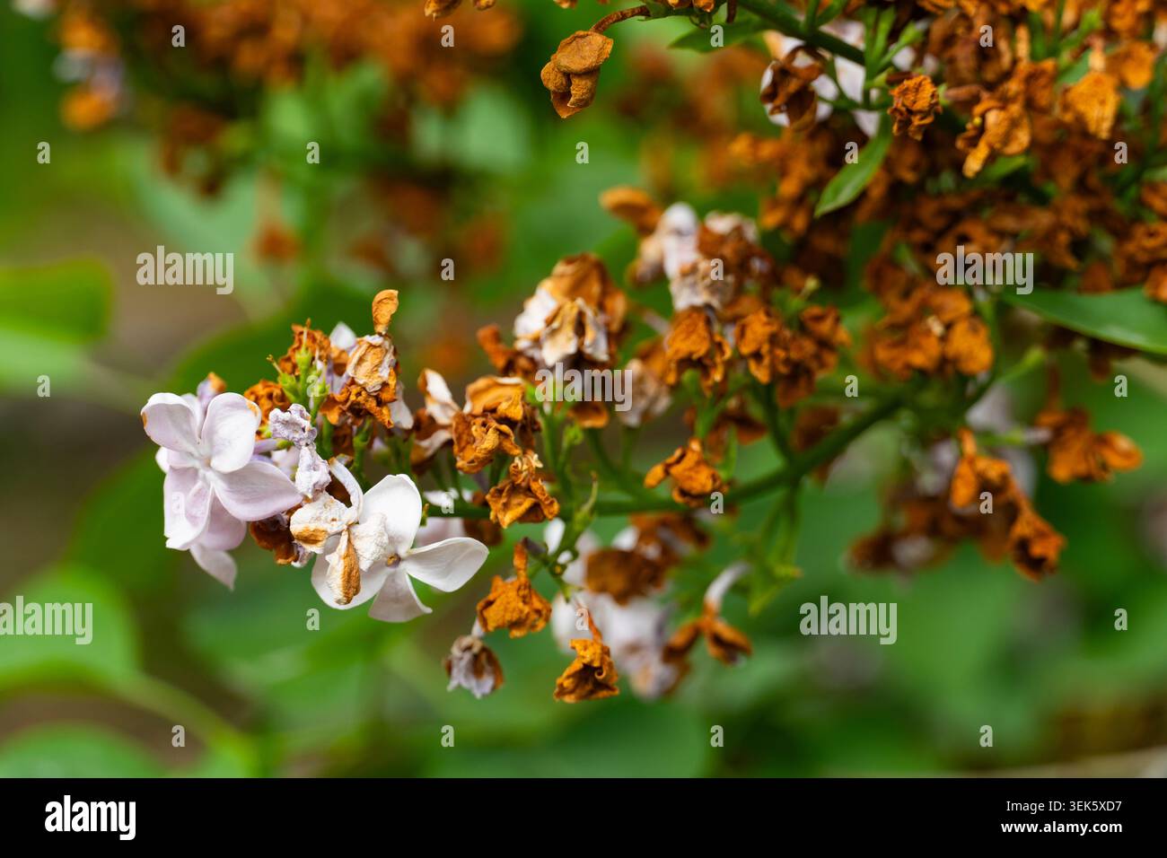 Close up of withered lilac flowers among fresh green leaves. Natural ...