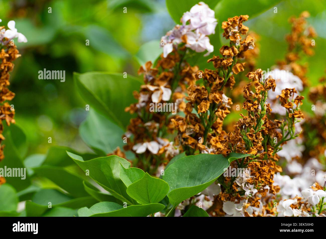 Close up of withered lilac flowers among fresh green leaves. Natural ...
