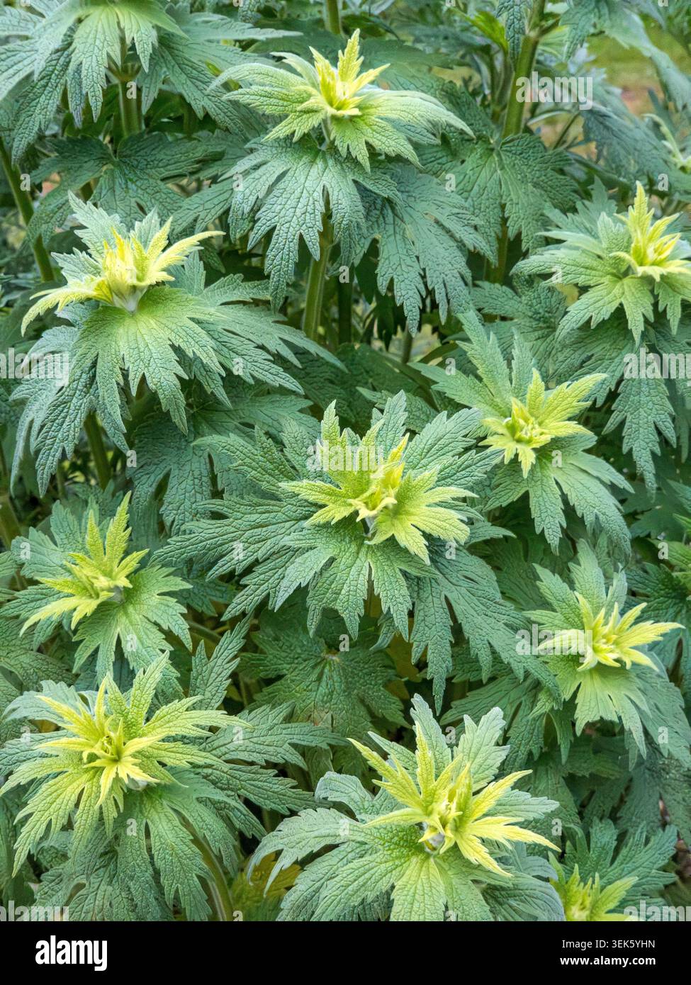 Echtes Herzgespann Leonurus cardiaca, Lamiaceae, Blätter Echtes ...