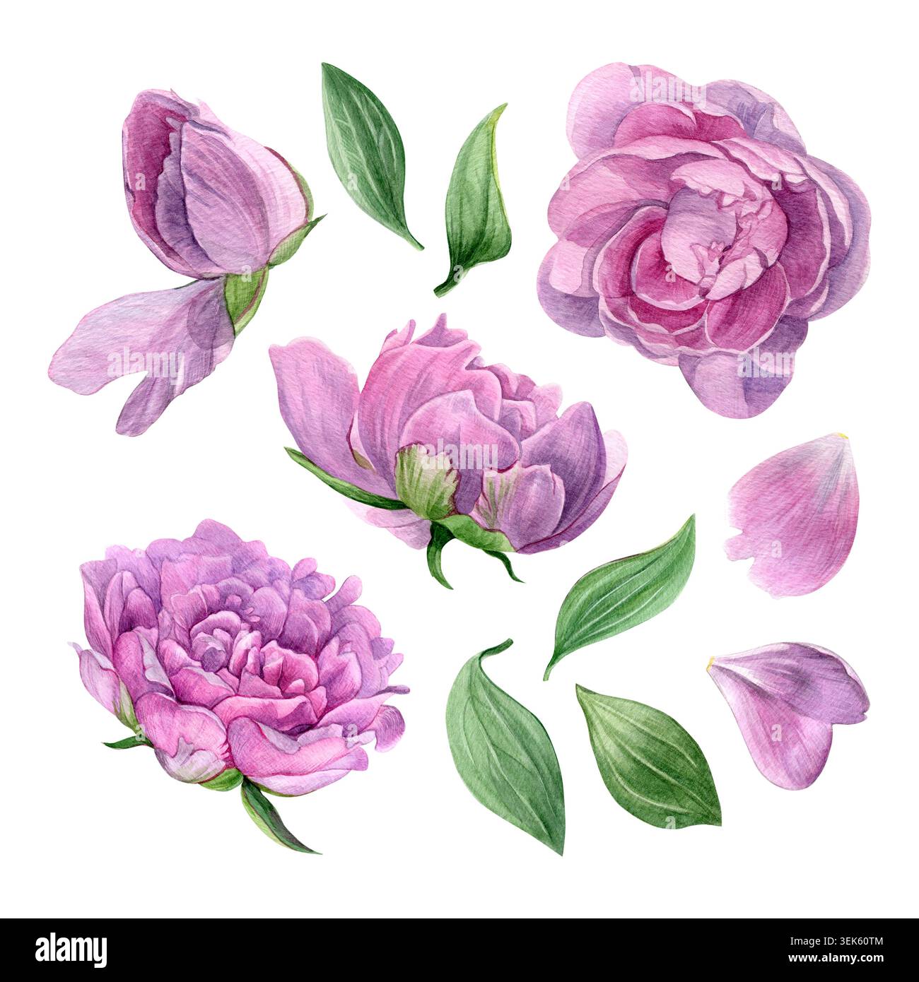 Watercolor set of pink peonies, leaves and pink petals isolated on a ...