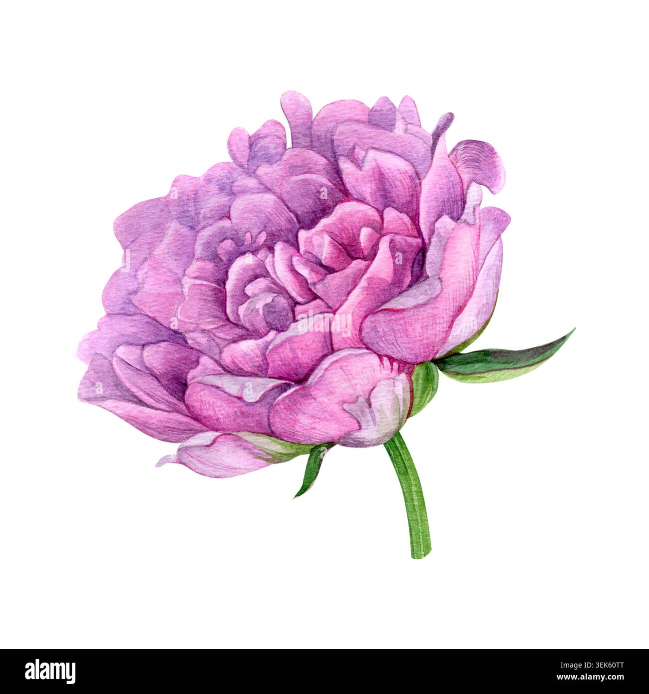 Watercolor of pink peony head. Hand-painted summer flower on a white ...