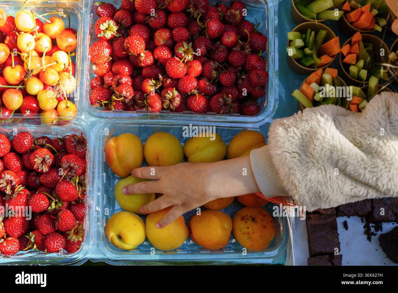 Child's hand picking fresh ripe berries from a plastic container at an ...
