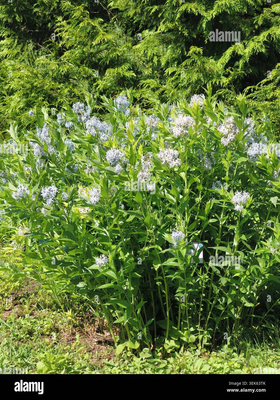 Blooming blue star flowers (Amsonia) growing in a lush green garden ...