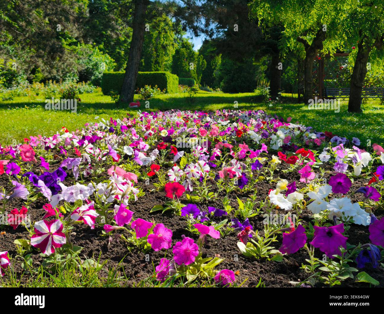 Beautiful vibrant petunia flower bed in a sunny green park with lush ...