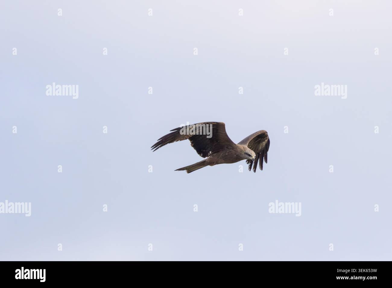 A black kite (Milvus migrans) banks and drops with its wings raised and ...