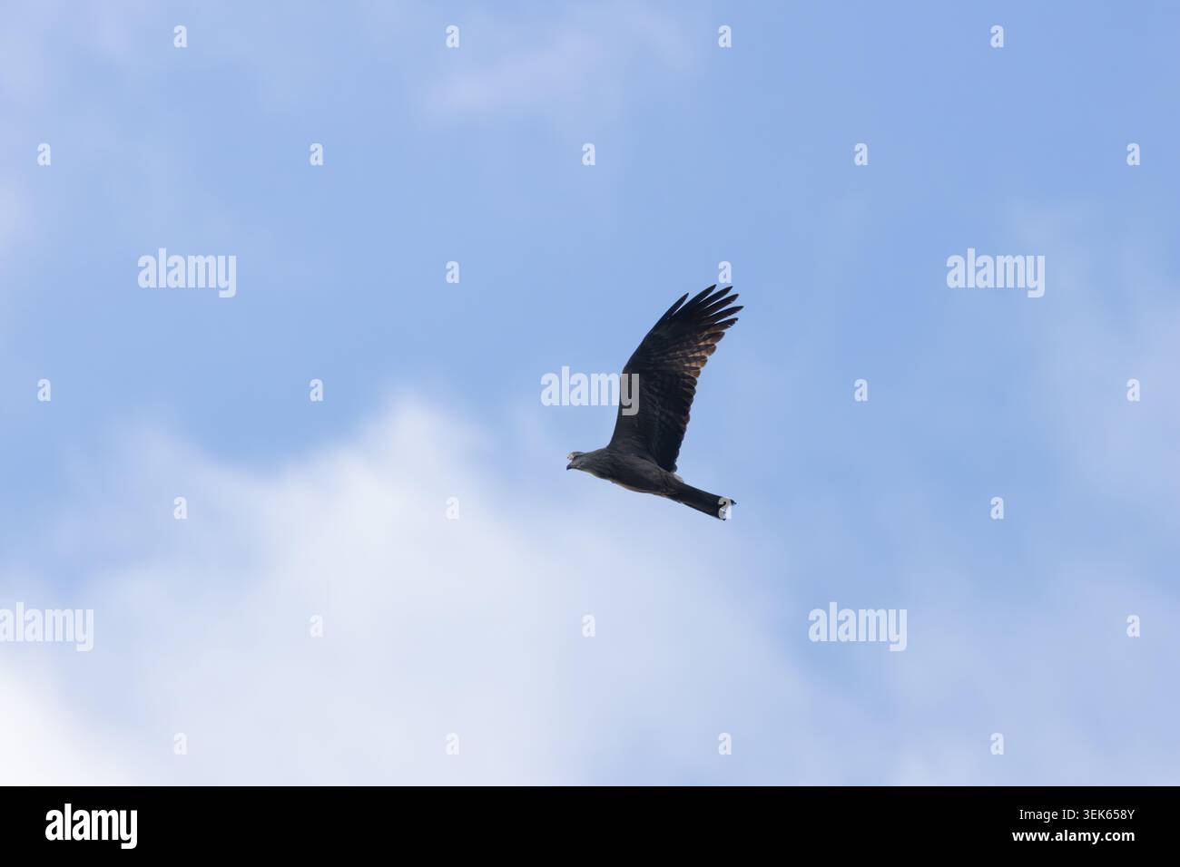 A black kite (Milvus migrans) flaps across a blue sky scattered with ...