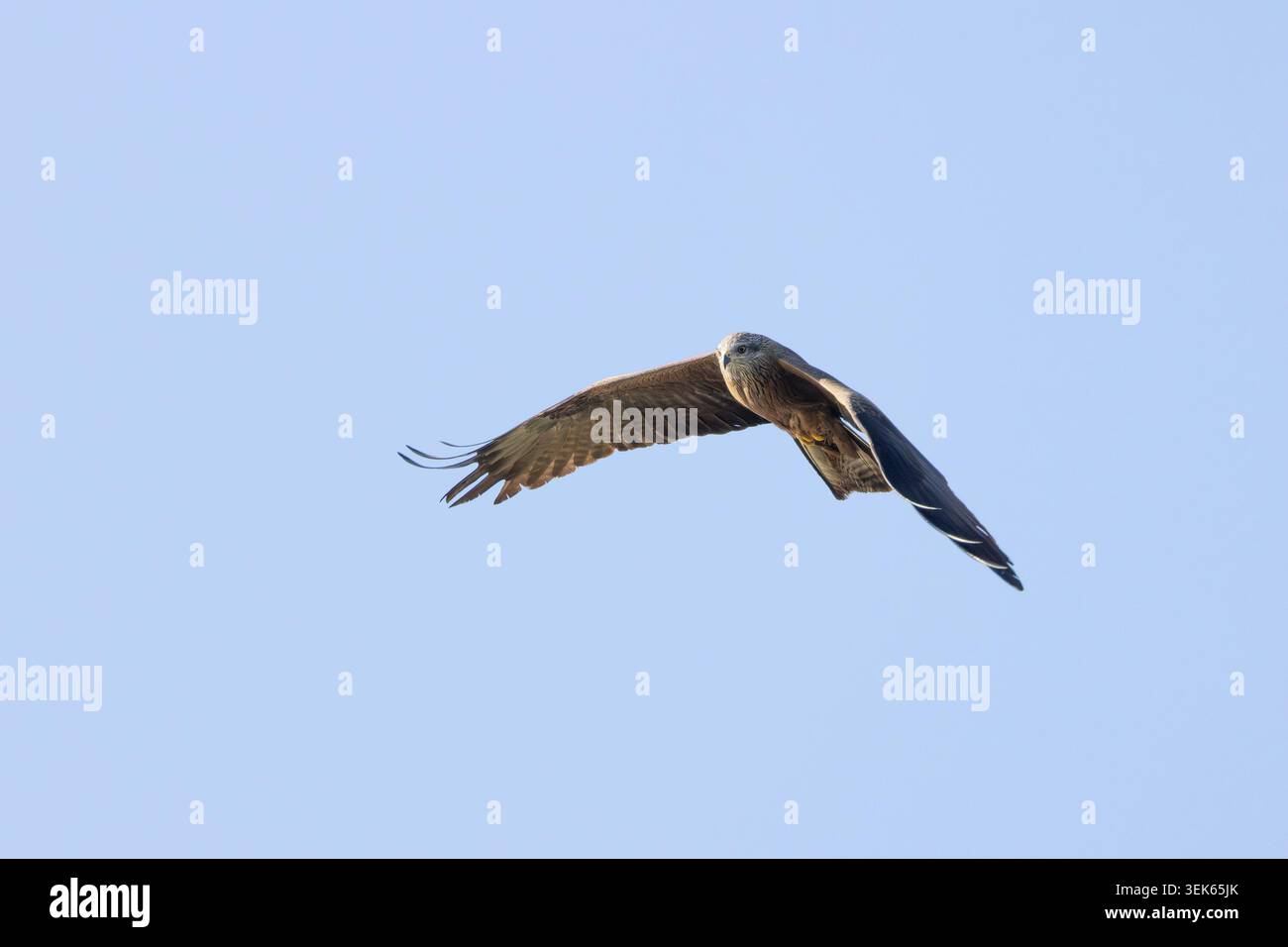 A black kite (Milvus migrans) glides across a clear blue sky in side ...