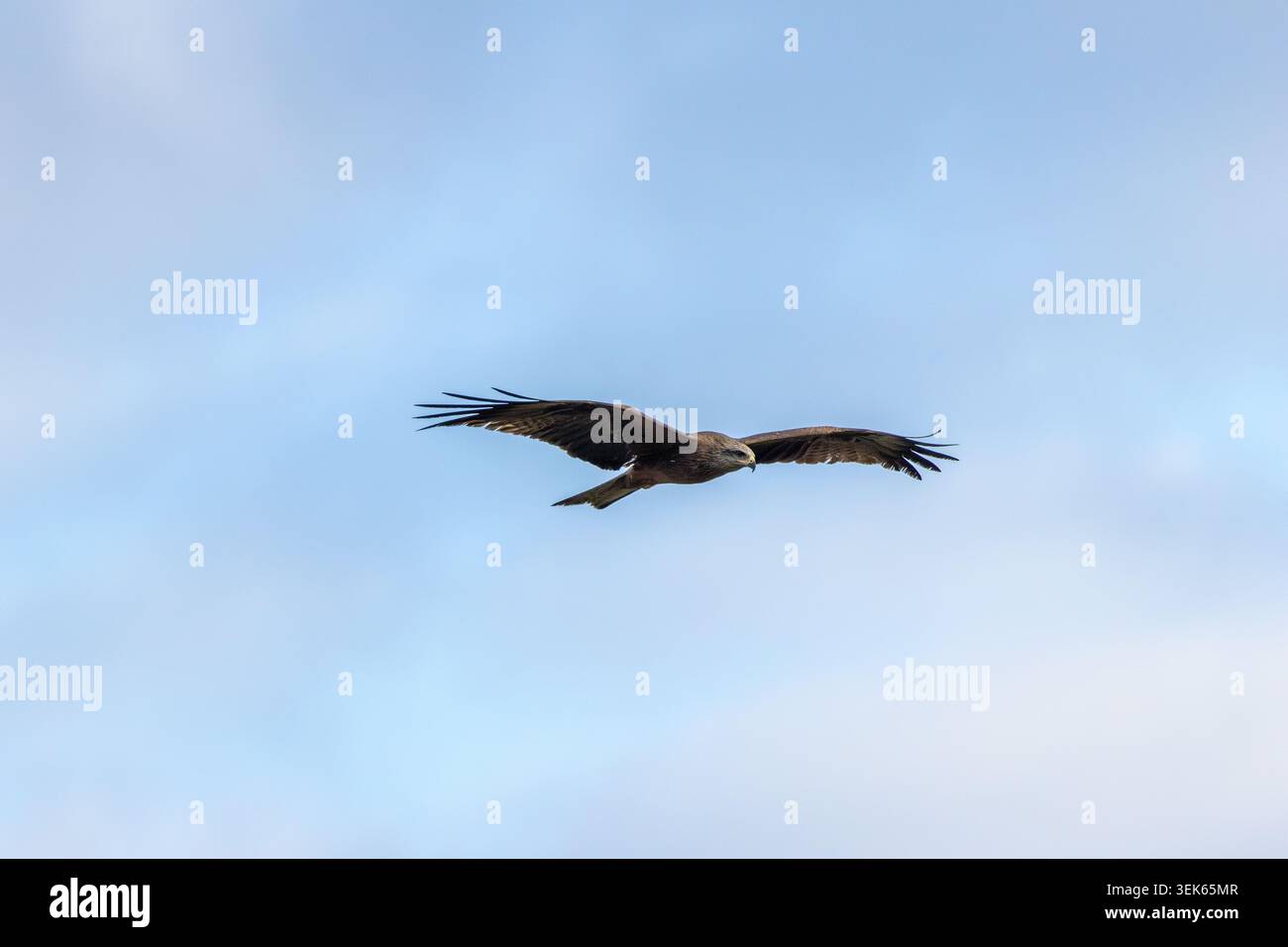 A black kite (Milvus migrans) glides across a soft blue sky with its ...