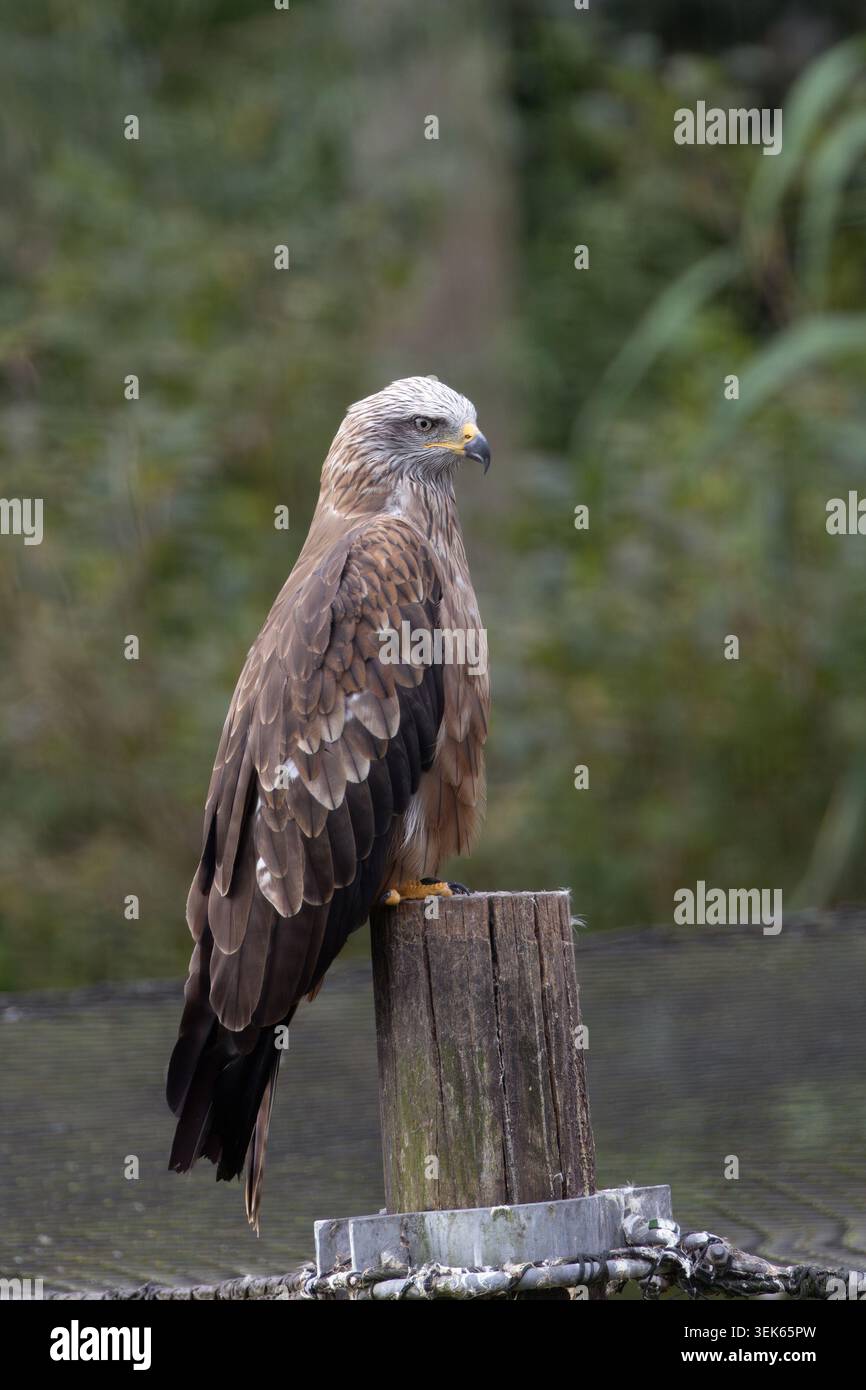 A black kite (Milvus migrans) perched upright on a weathered wooden ...