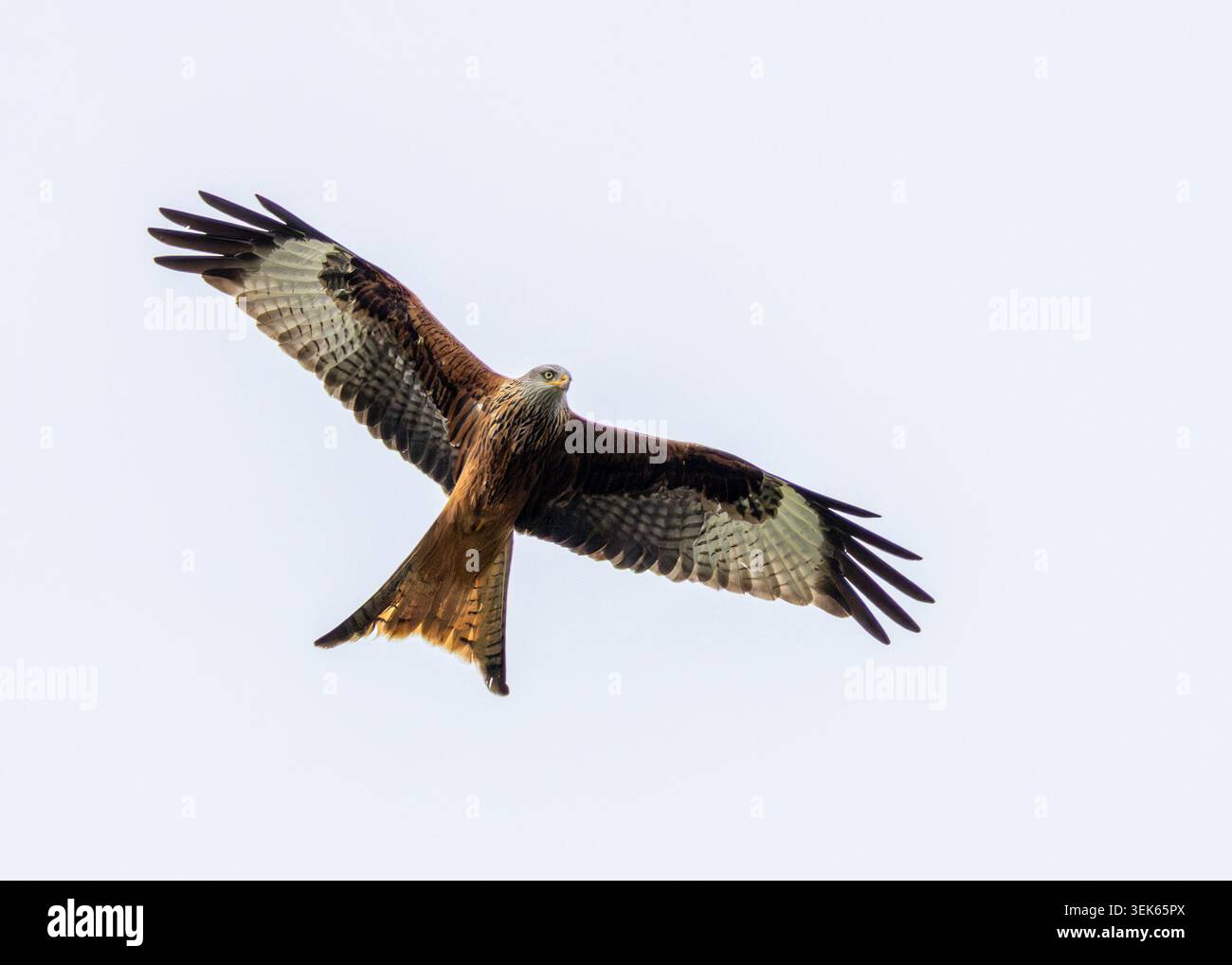 A red kite (Milvus milvus) soaring directly overhead against a pale sky ...